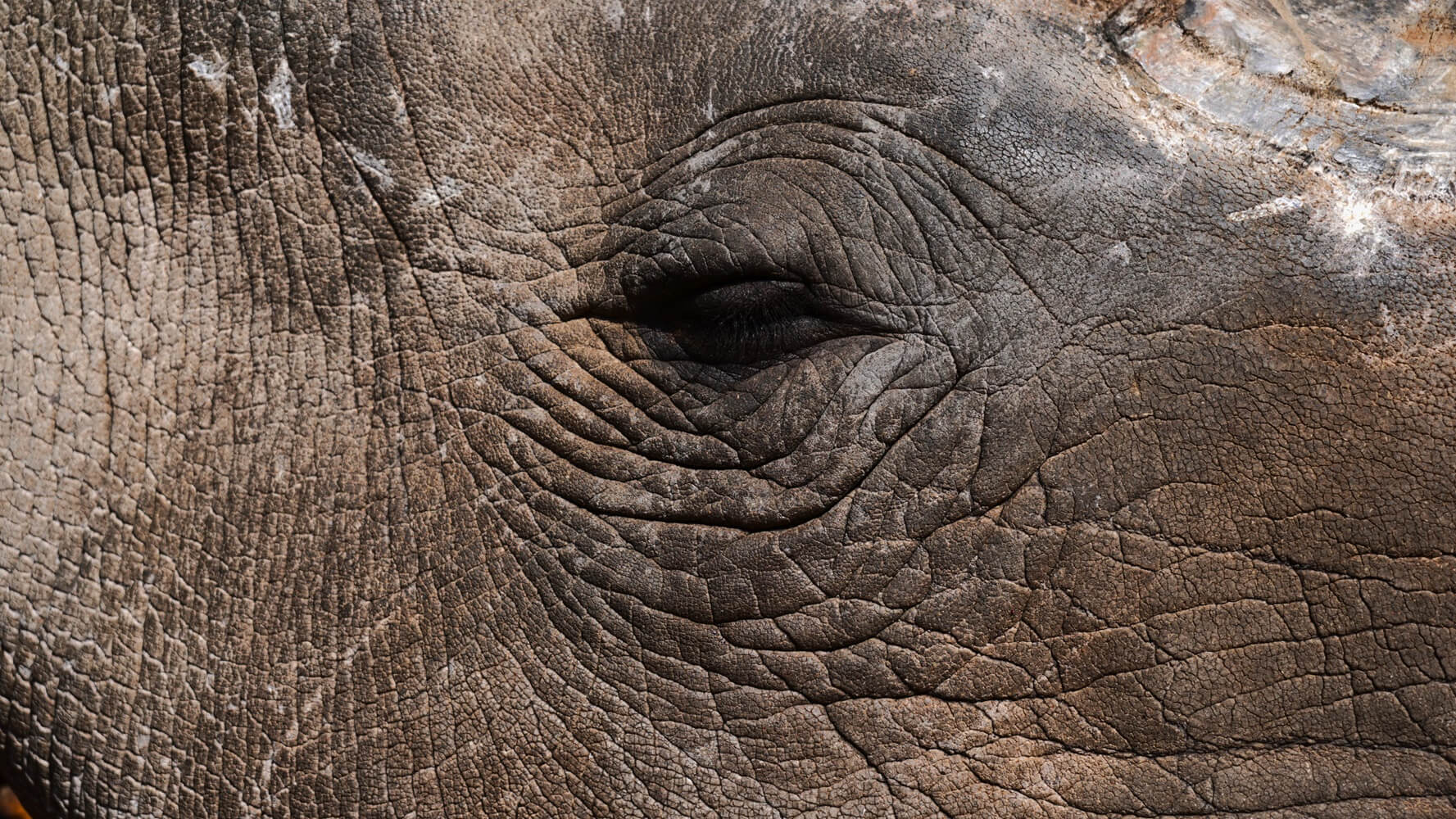 A Complete Guide to Rhino Hunting in Africa - Hunt Addicted