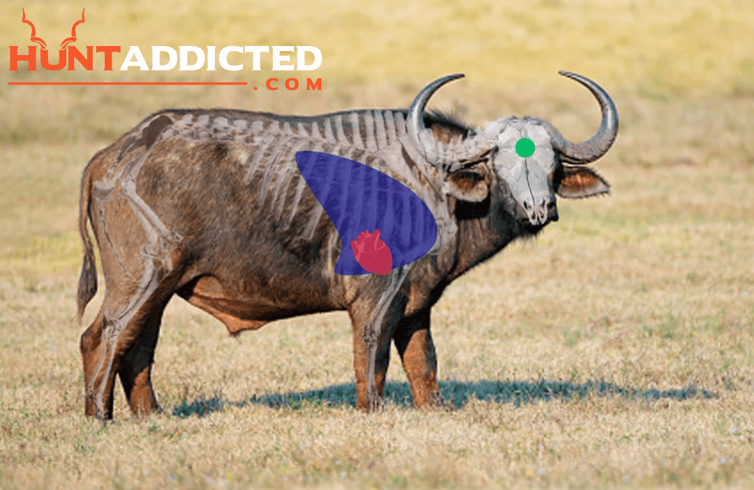 Bowhunting Africa’s Dangerous Seven: Shot Placements, and Personal ...