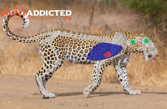 Bowhunting Africa’s Dangerous Seven: Shot Placements, and Personal ...