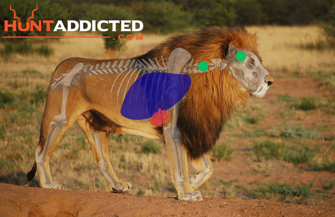 Bowhunting Africa’s Dangerous Seven: Shot Placements, and Personal ...